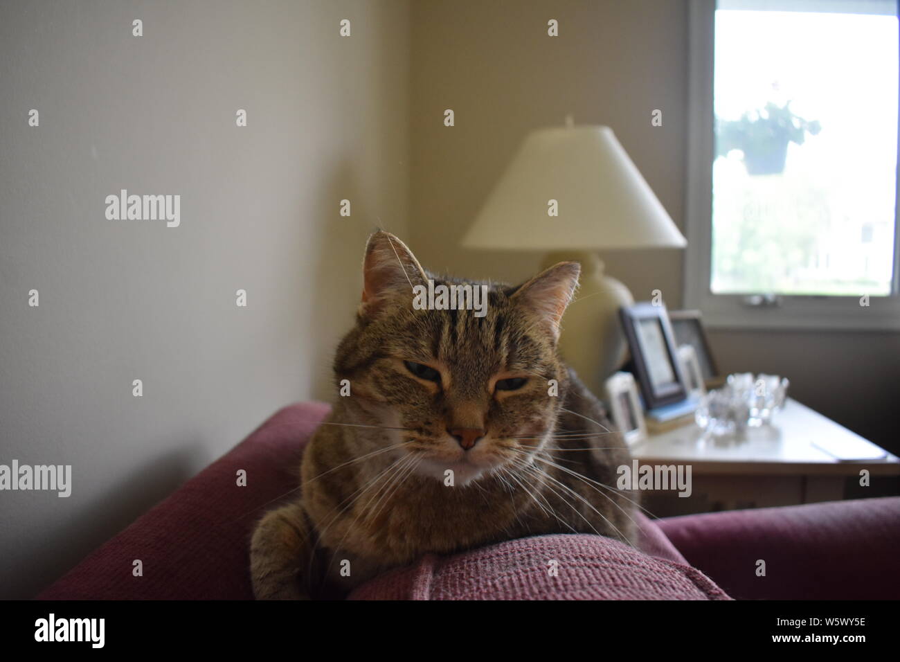 Relaxed cat hi-res stock photography and images - Alamy