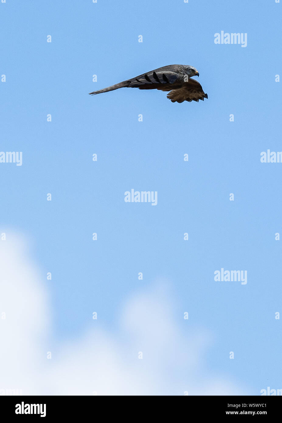 30 July 2019, Hessen, Rüsselsheim: A bird of prey flies over a field ...