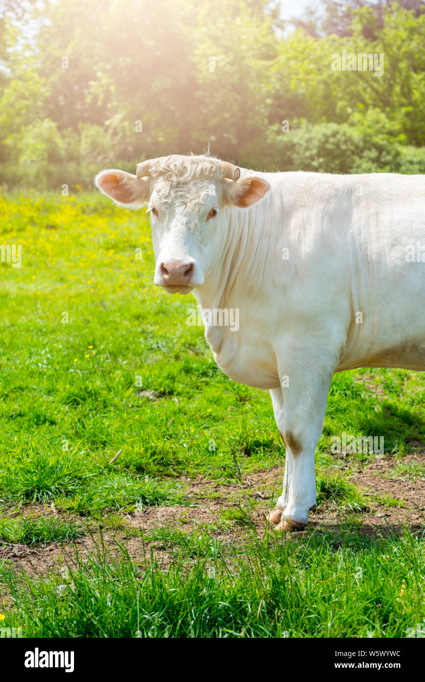 White Cows at the Green farmer pasture field landscape on a sunny ...