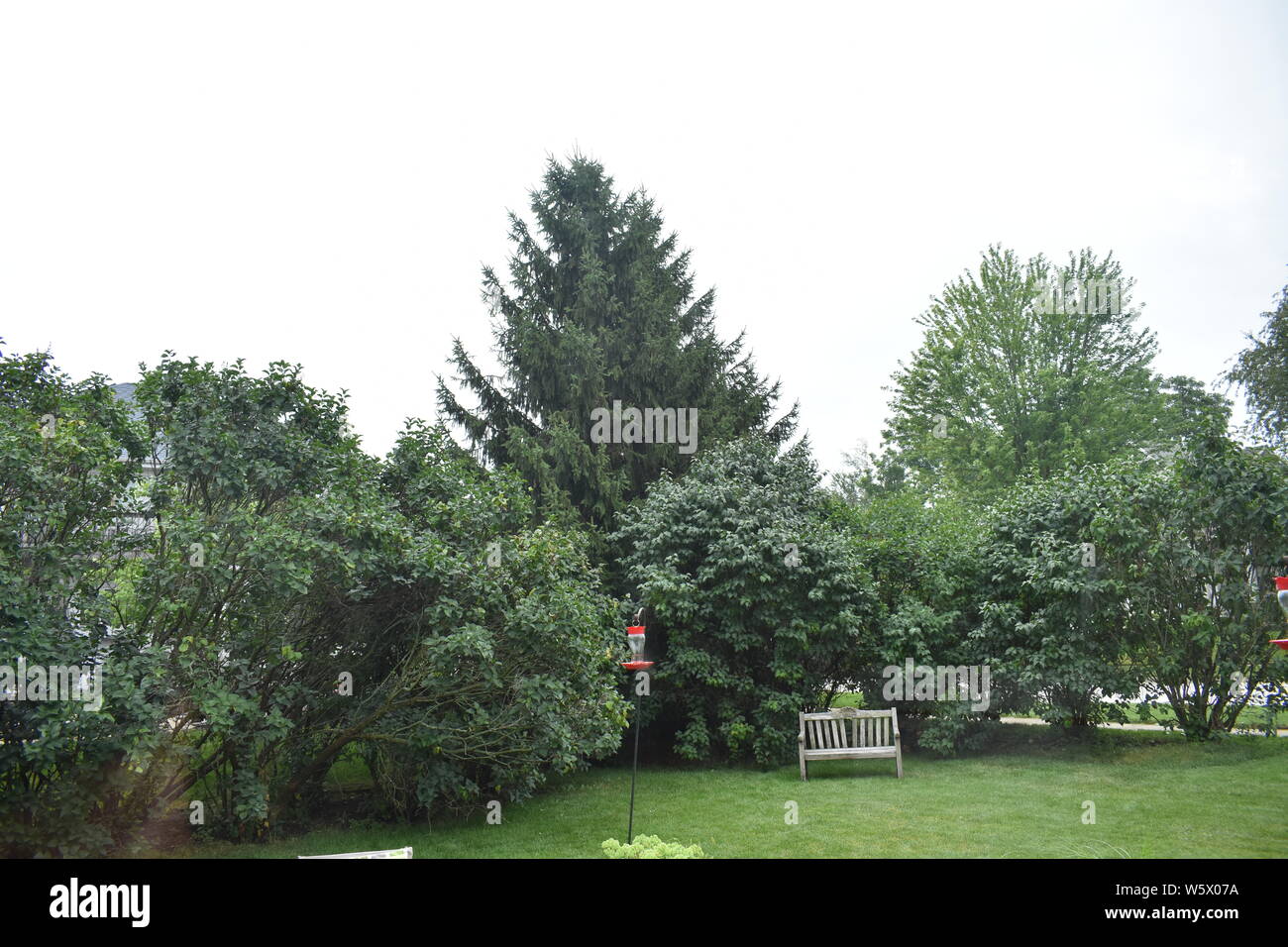 Backyard trees hi-res stock photography and images - Alamy