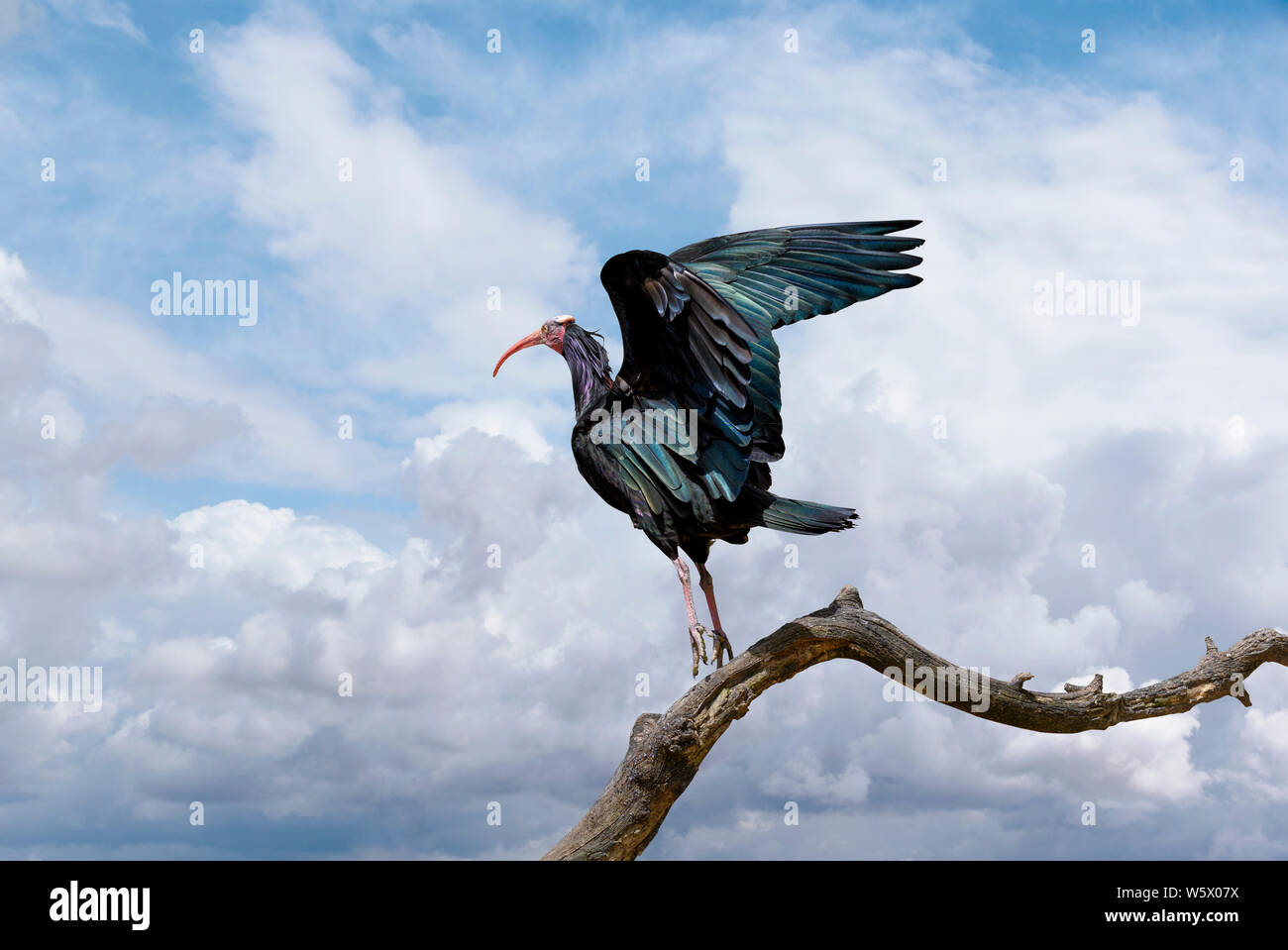 southern bald ibis, Geronticus calvus, standing on a branch, looking ...