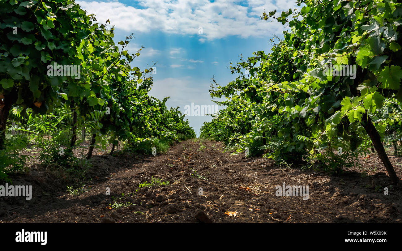 Grape alley hi-res stock photography and images - Alamy