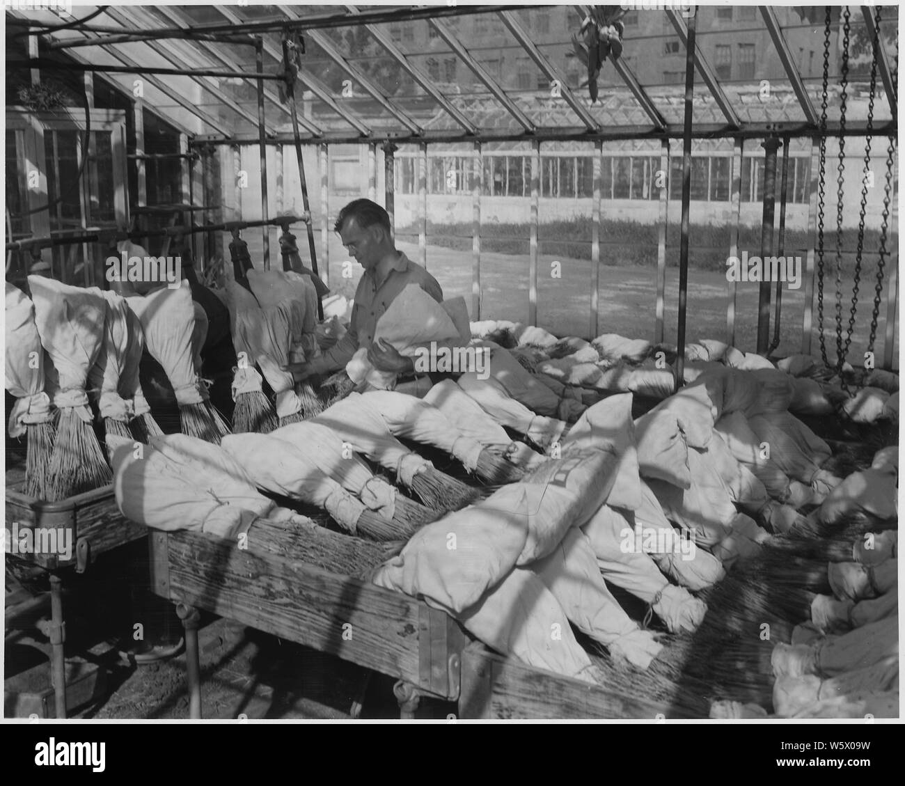 Seed varieties Black and White Stock Photos & Images - Alamy