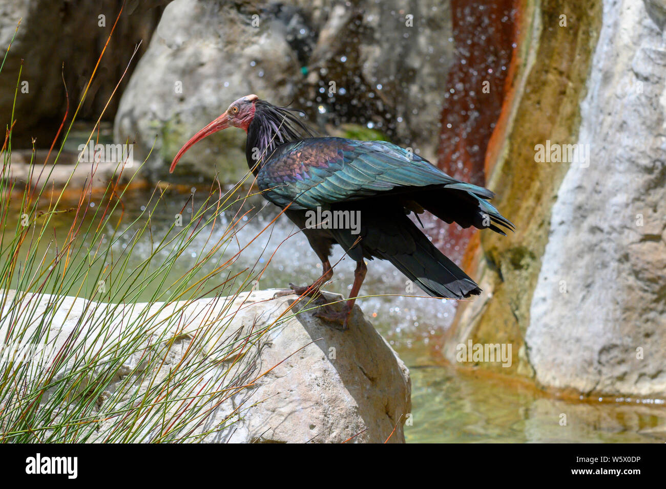 southern bald ibis, Geronticus calvus, standing on rock at water's edge ...