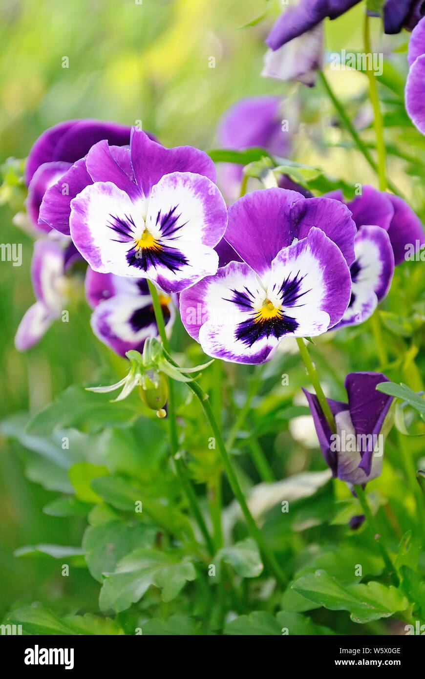 Blue pansy flowers in garden Stock Photo - Alamy