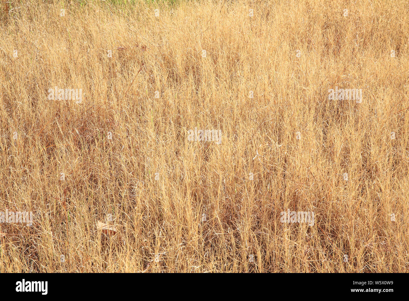 dry grass yellow field background Stock Photo - Alamy