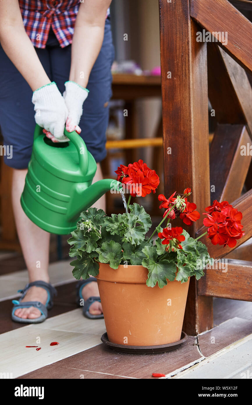 Gardening woman pouring water flowers hi-res stock photography and ...