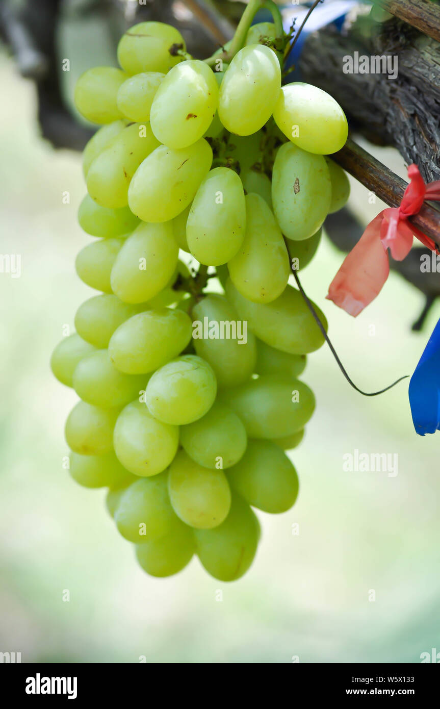 Loose perlette grapes hi-res stock photography and images - Alamy