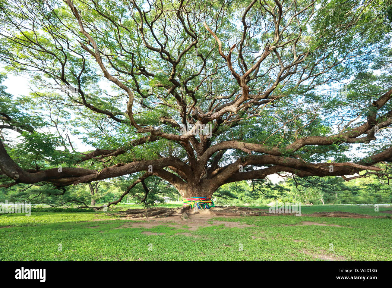 Giant Monky Pod Tree at Kanchanaburi, Thailand (front view Stock Photo ...