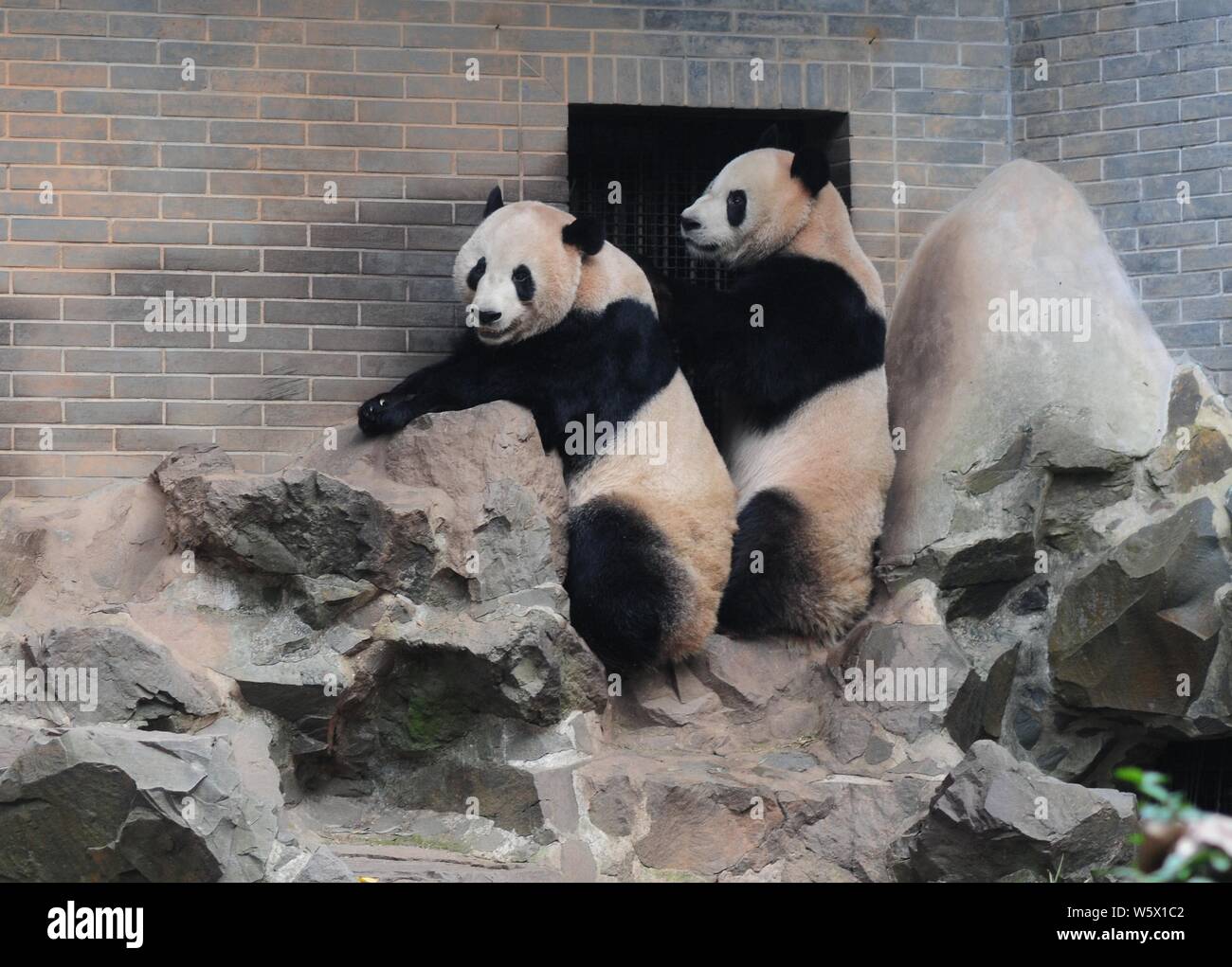 Giant pandas Chengjiu and Shuanghao have fun at the Hangzhou Zoo in ...