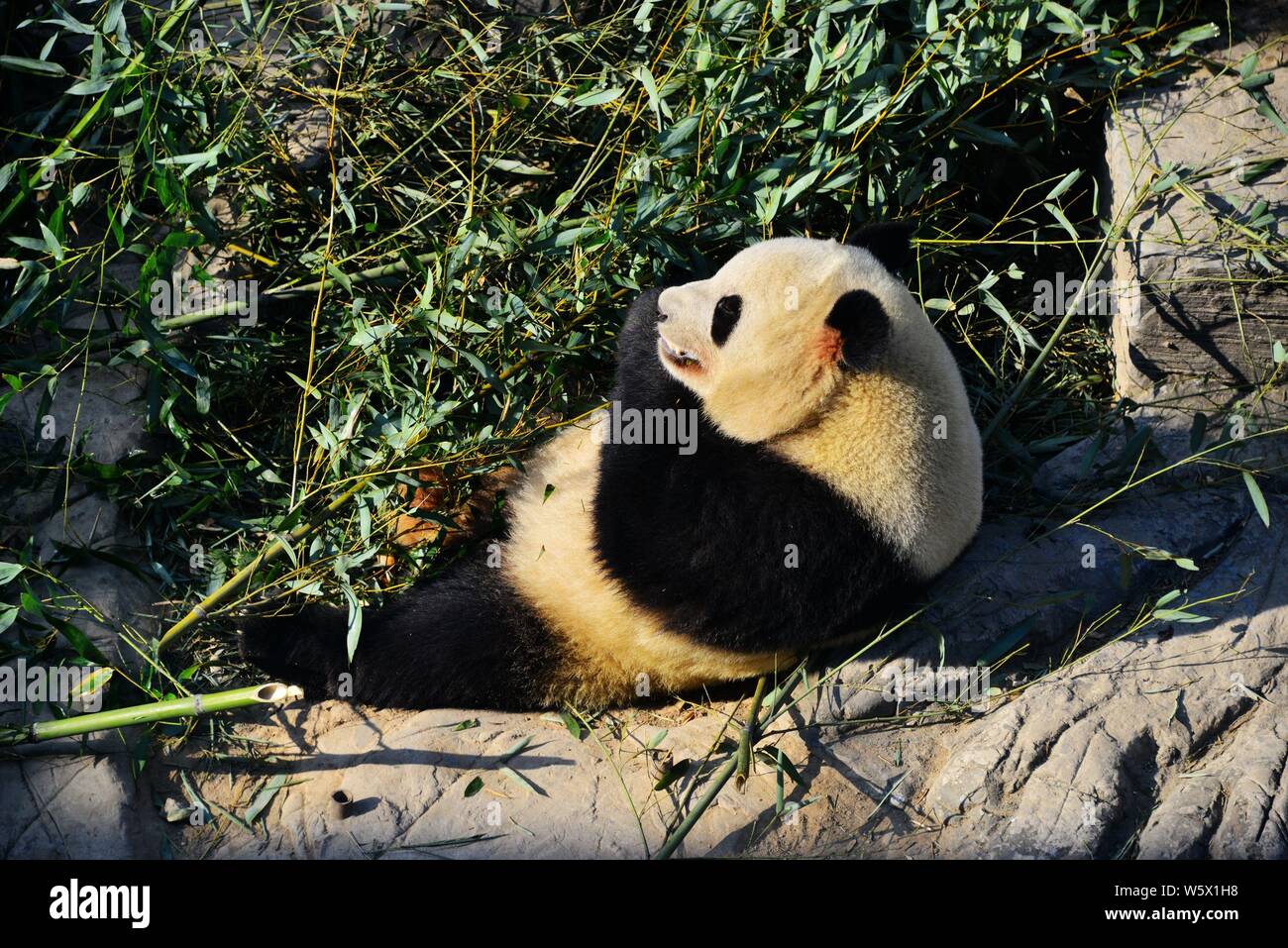 Giant panda Meng Lan eats bamboo under the sun at the Beijing Zoo in ...