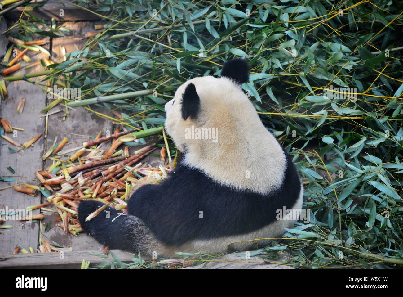 Giant panda Meng Lan eats bamboo under the sun at the Beijing Zoo in ...