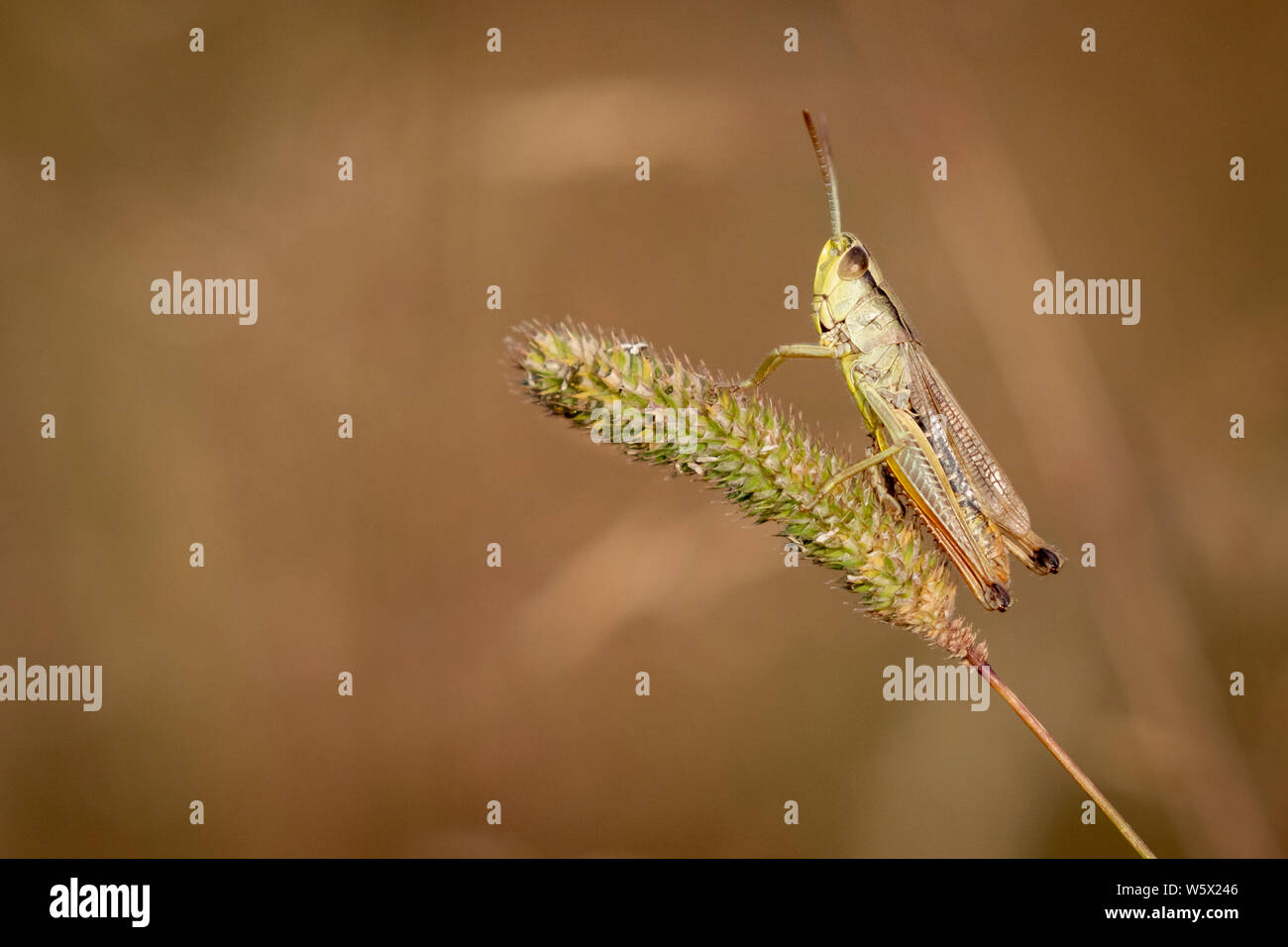 Grasshopper legs hi-res stock photography and images - Alamy