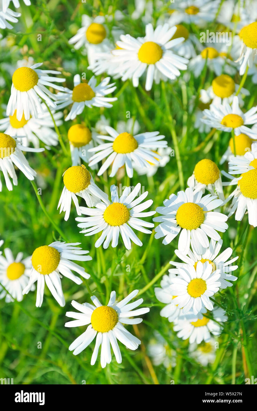 Matricaria chamomilla flowers on meadow Stock Photo - Alamy