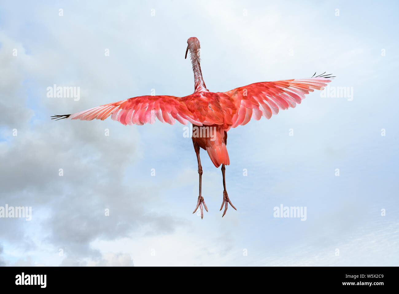 Scarlet ibis wings spread hi-res stock photography and images - Alamy