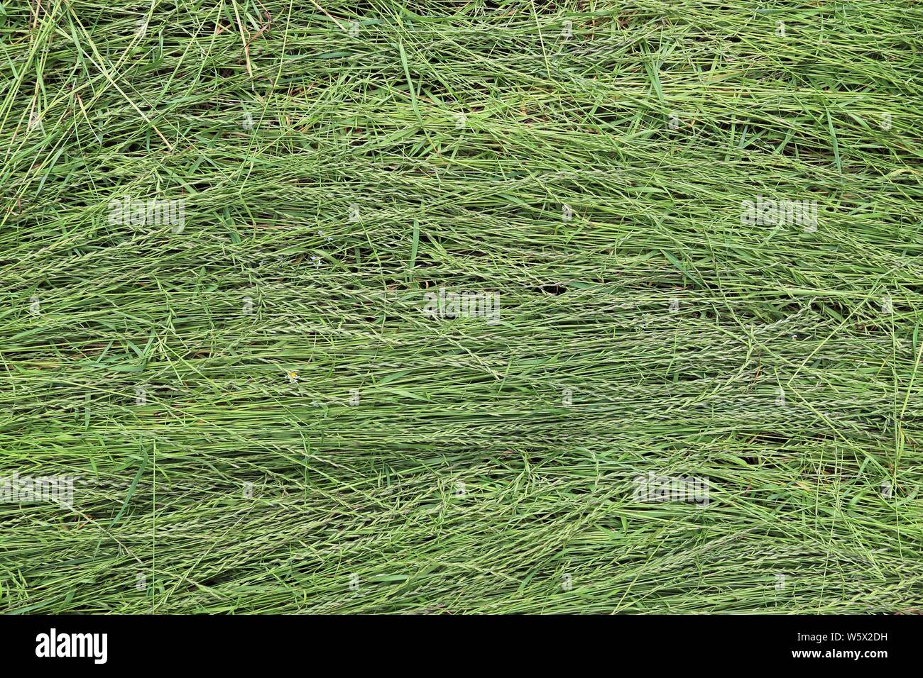 Detailed close up view on green grass surfaces Stock Photo - Alamy