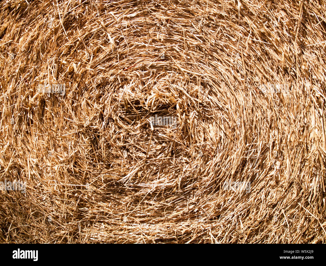 Texture of hay dry leaves that is circle use for backgrounds images ...