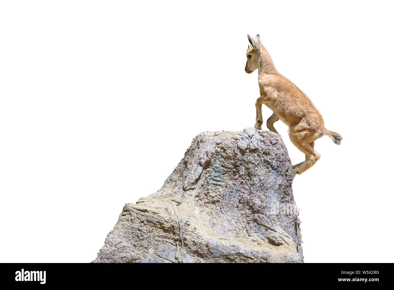 Small African antelope standing on rock isolated on white background ...