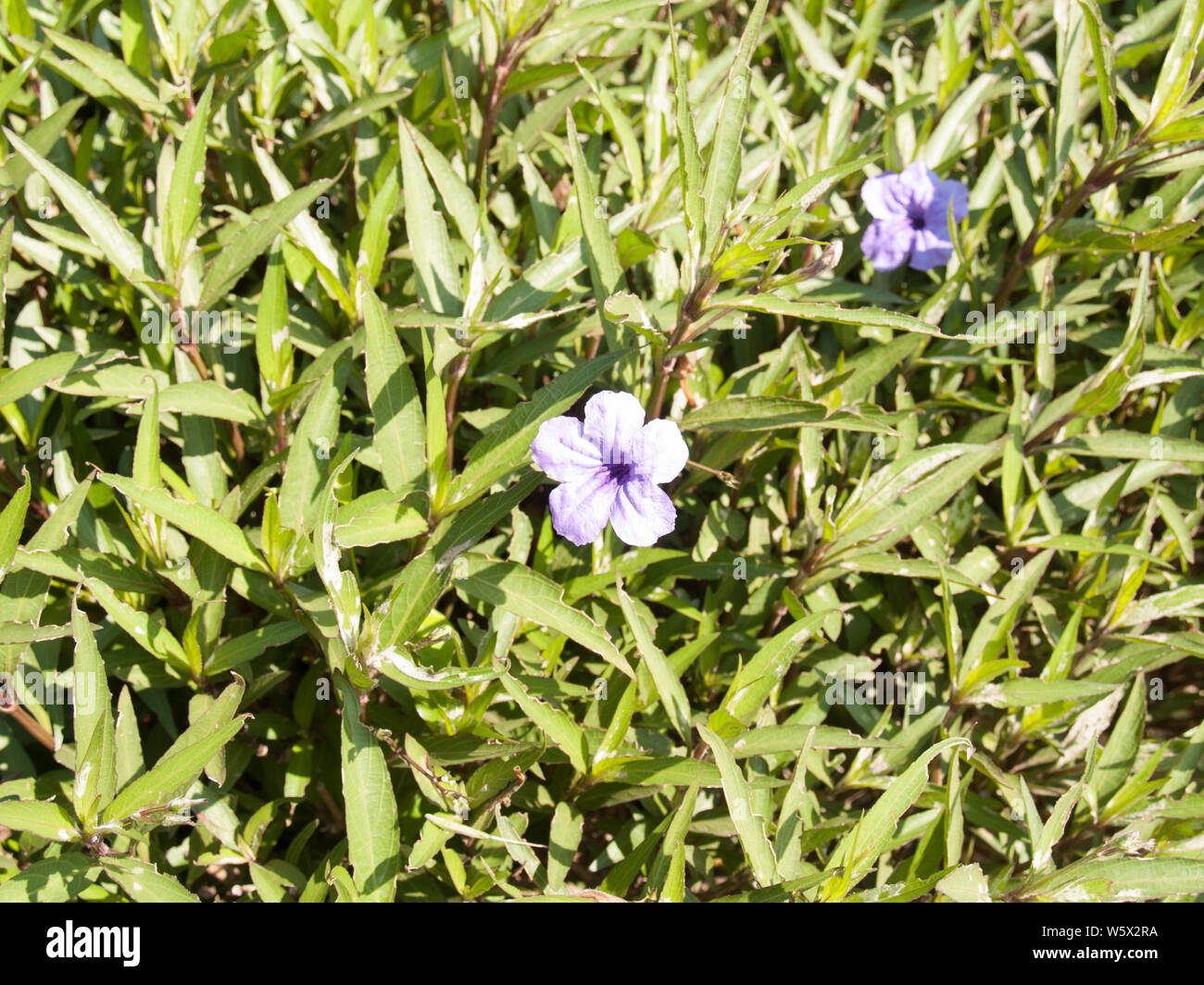 Ruellia tuberosa hi-res stock photography and images - Alamy