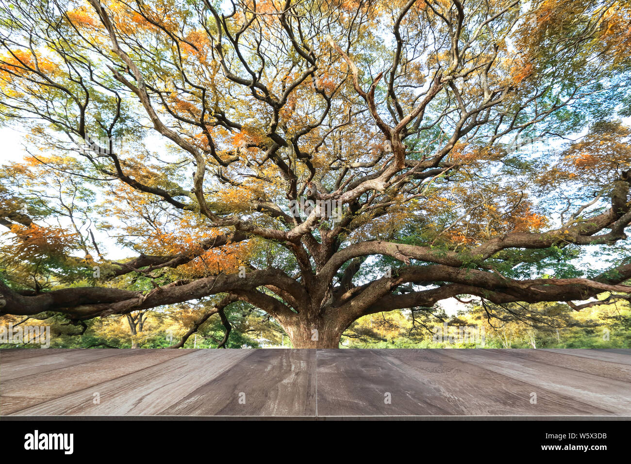 empty wooden table with big tree as background Stock Photo - Alamy