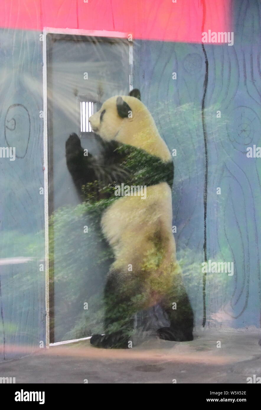 Giant panda Gong Gong plays at the Hainan Tropical Wildlife Park and ...