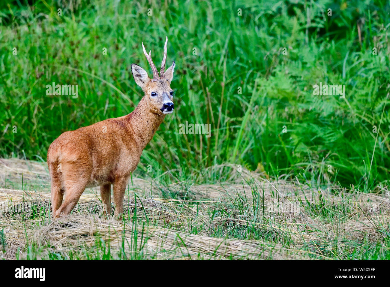 Male roe deer portrait hi-res stock photography and images - Alamy