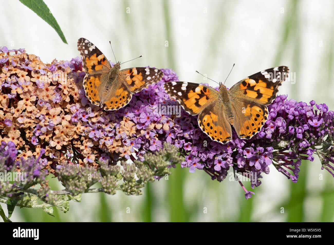 Painted Lady butterflies on buddleia flower in uk garden Stock Photo ...