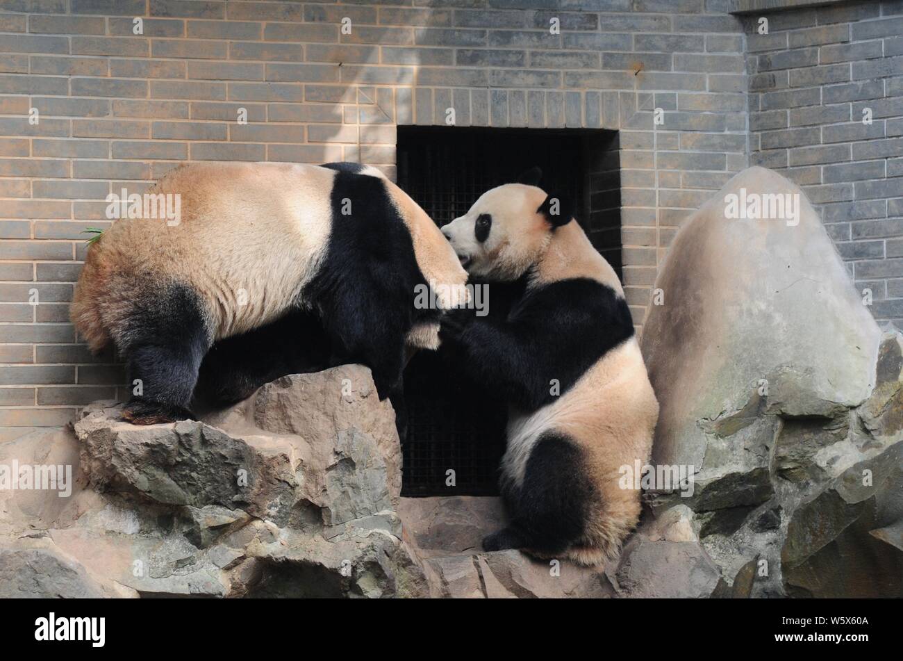 Giant pandas Chengjiu and Shuanghao have fun at the Hangzhou Zoo in ...