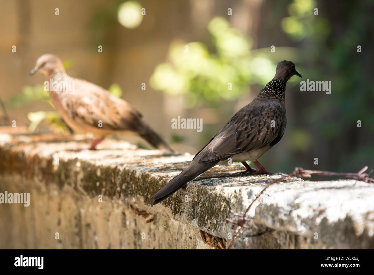 Brown Pigeon sitting on cement fence house Stock Photo - Alamy