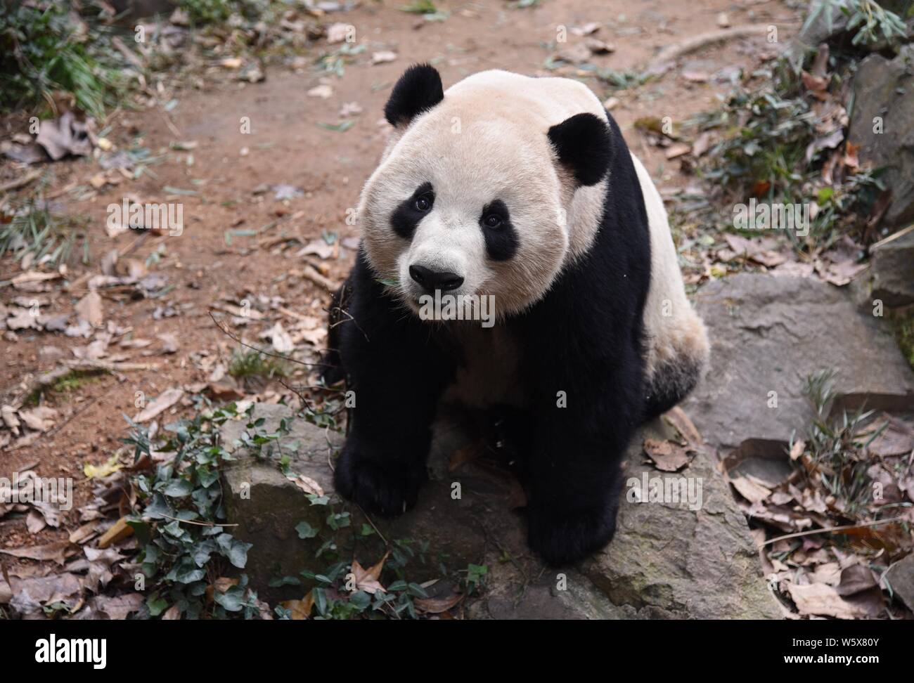 Giant pandas Chengjiu and Shuanghao are pictured at the Hangzhou Zoo in ...
