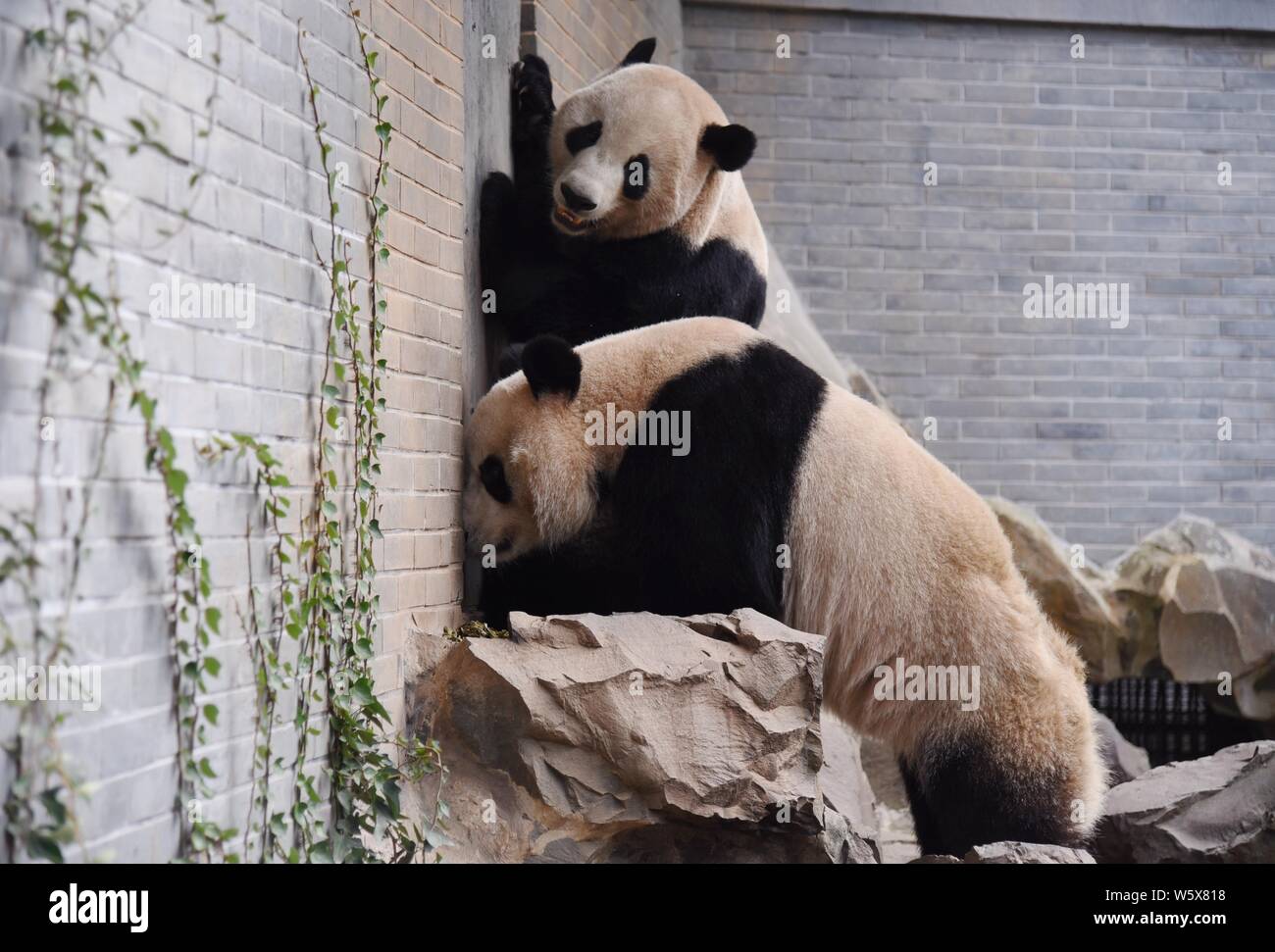 Giant pandas Chengjiu and Shuanghao have fun at the Hangzhou Zoo in ...
