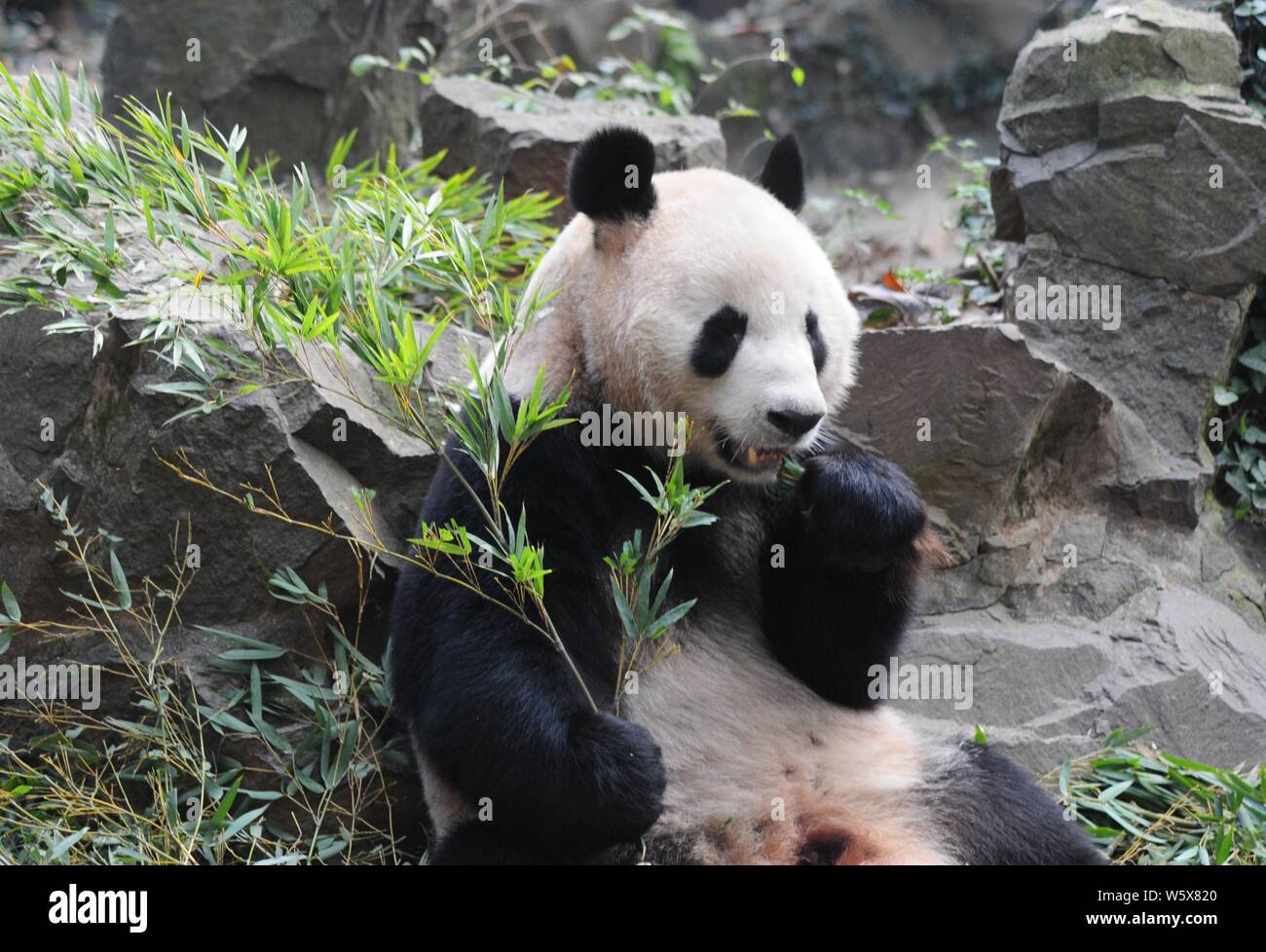 Giant pandas Chengjiu and Shuanghao have fun at the Hangzhou Zoo in ...
