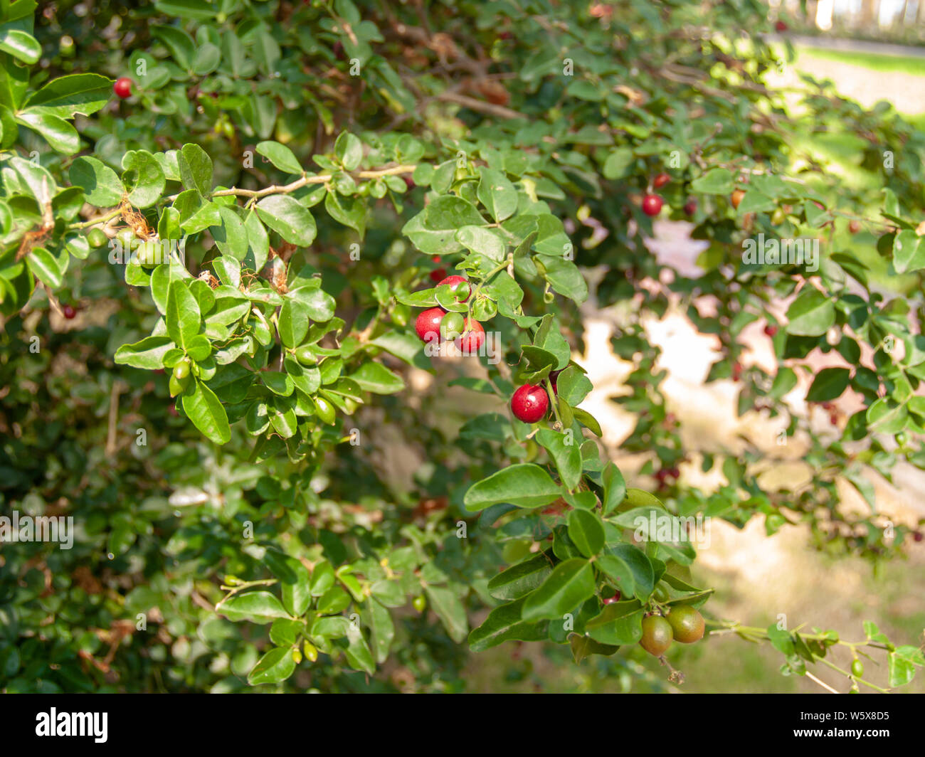 Sorbus chinese lace tree hi-res stock photography and images - Alamy