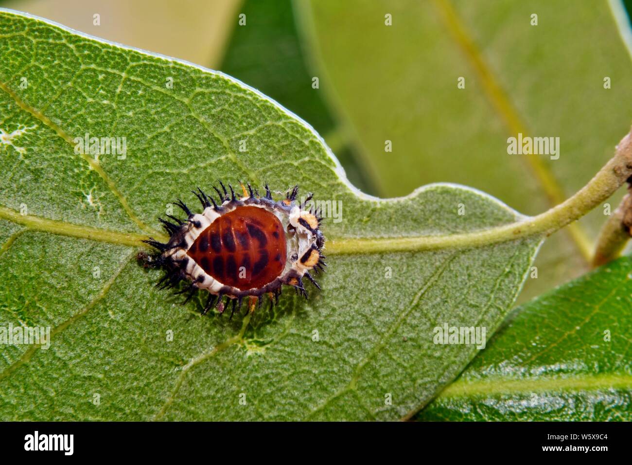 A Ladybug pupa attached to a leaf. The exoskeleton of its larval stage ...