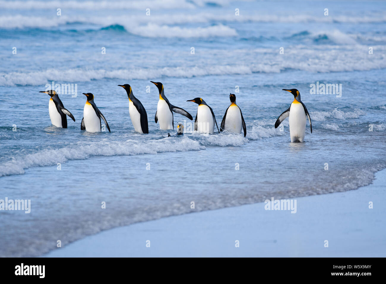 Penguins in the water hi-res stock photography and images - Alamy