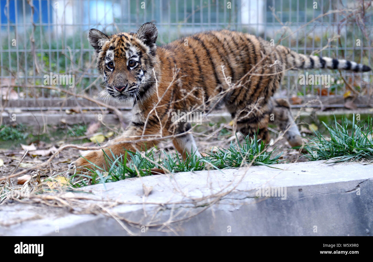 A South China tiger cub is seen at a breeding base in Luoyang Wangcheng ...