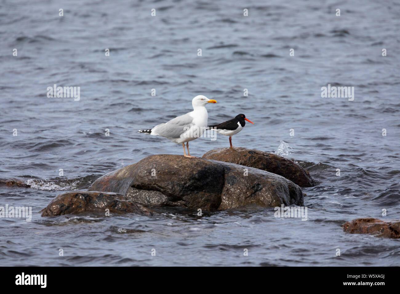 Baltic birds hi-res stock photography and images - Alamy
