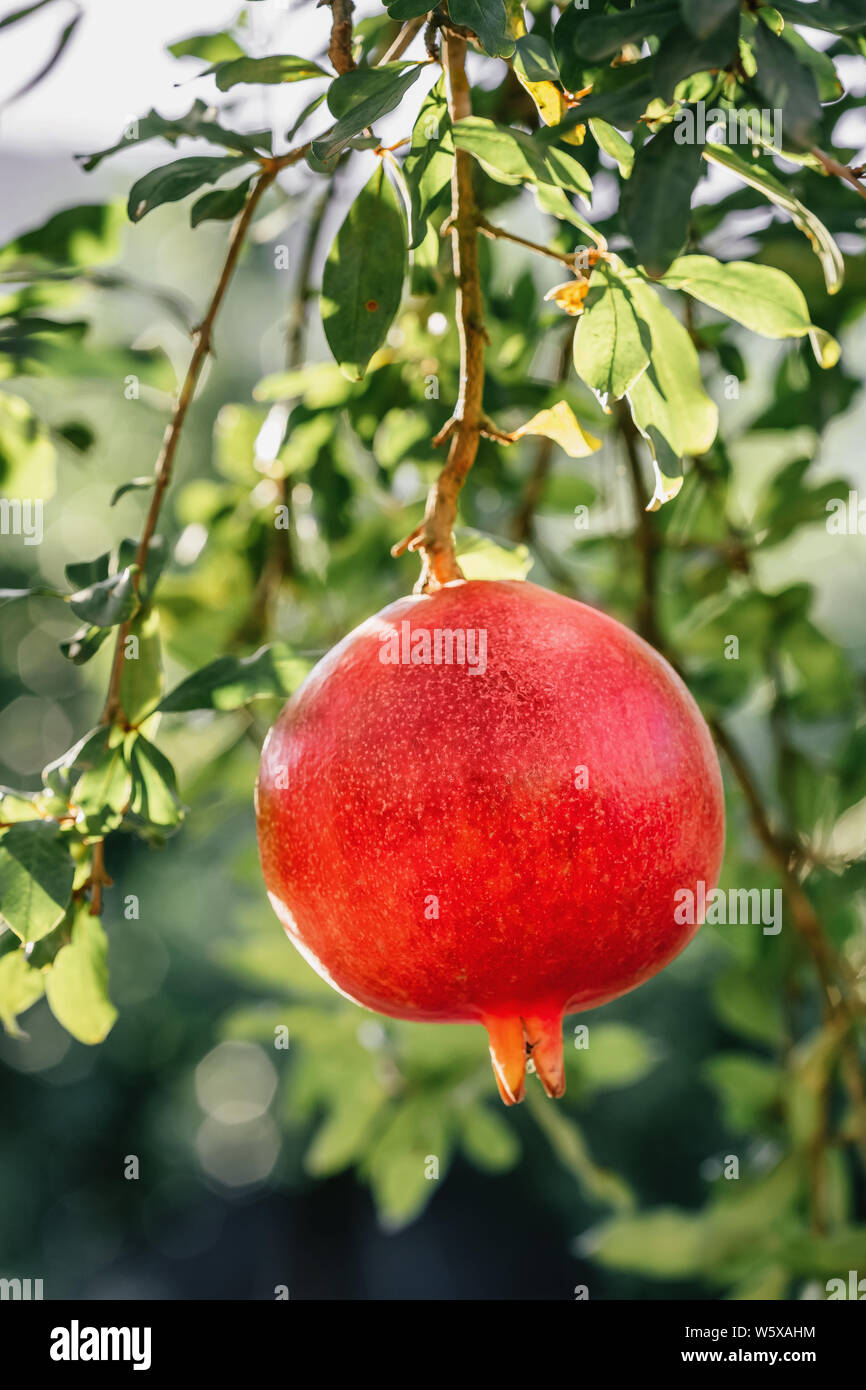 Fruit pomegranate tree hi-res stock photography and images - Alamy
