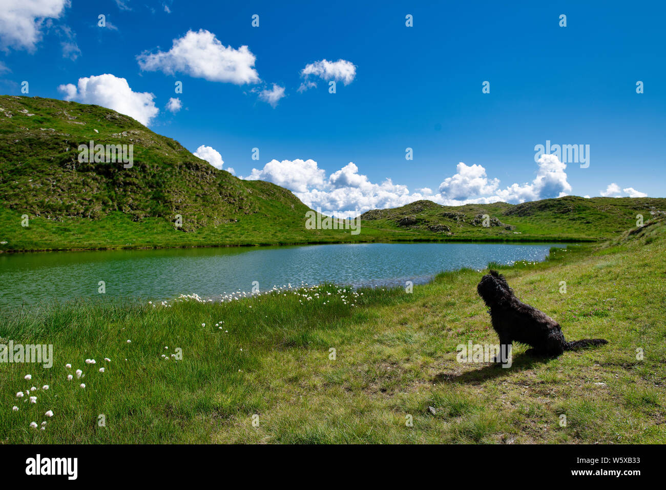 Bergamasco mountain hi-res stock photography and images - Alamy
