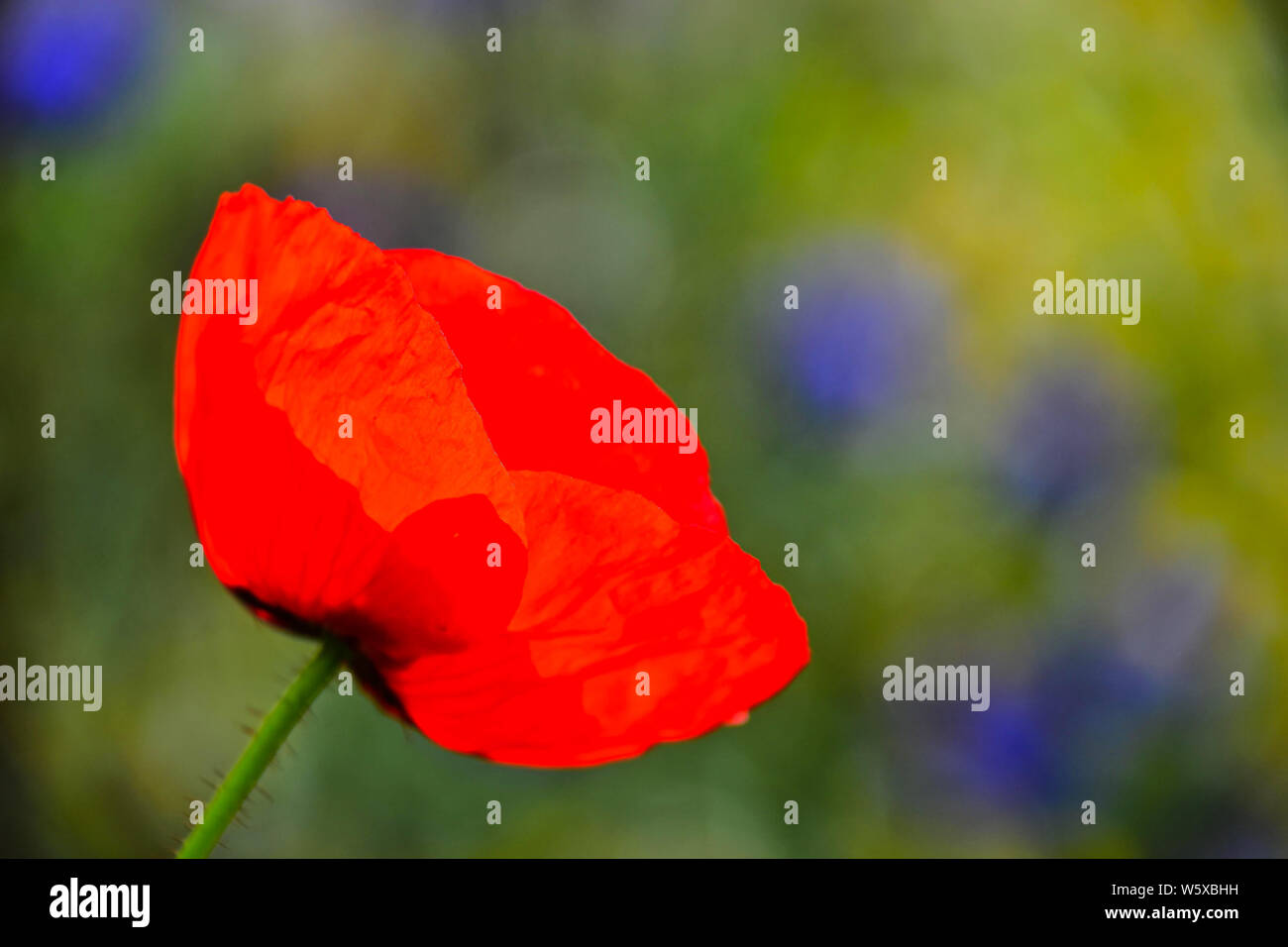 Poppy flowers blowing in wind hi-res stock photography and images - Alamy