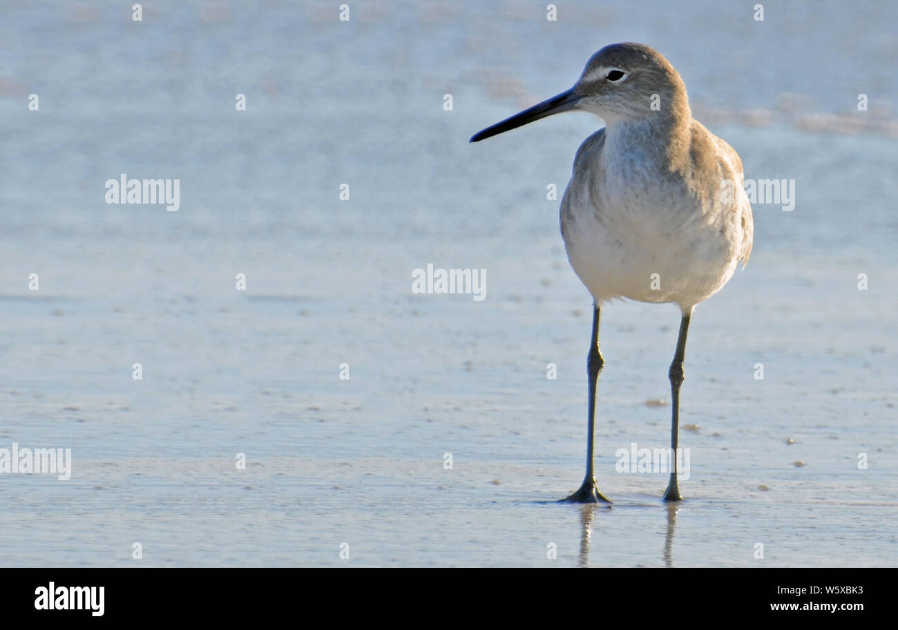 American short-billed dowitcher sandpiper sunlit from side, standing on ...