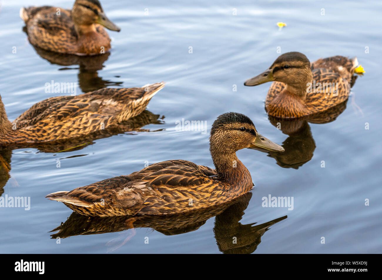 Family wild ducks swims in hi-res stock photography and images - Alamy
