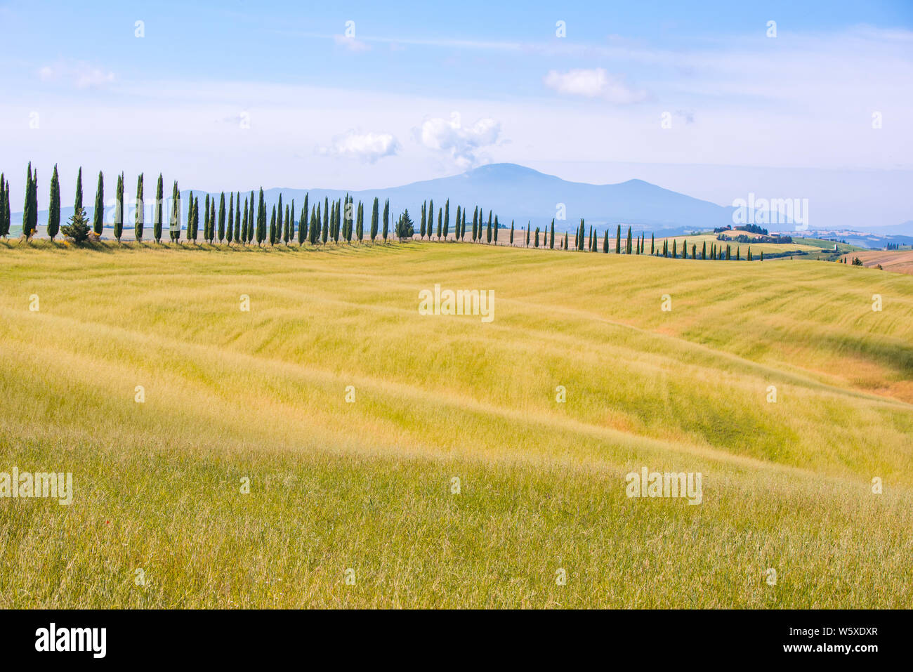 Italian cypress trees alley and a white road to farmhouse in rural ...