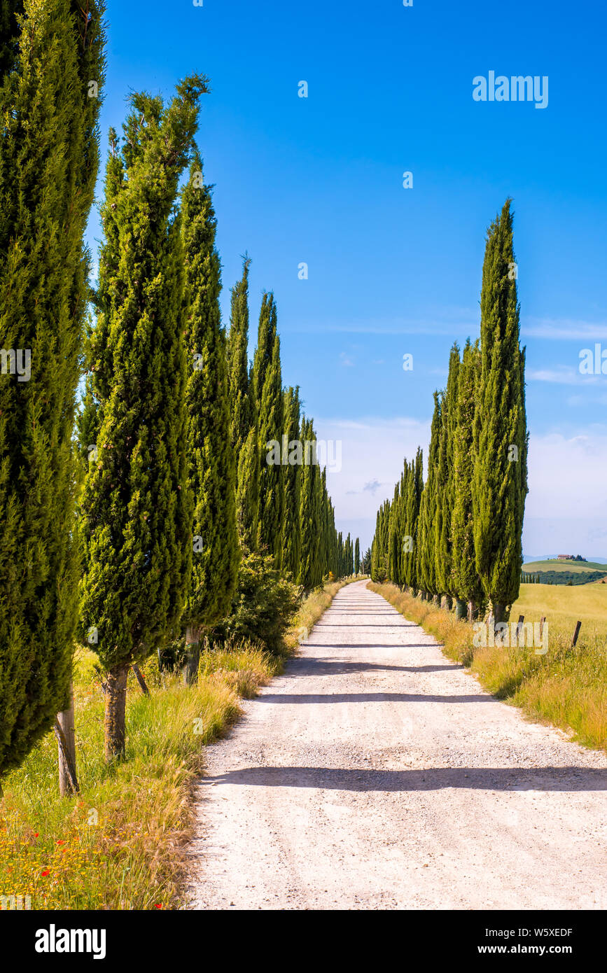 Italian cypress trees alley and a white road to farmhouse in rural ...