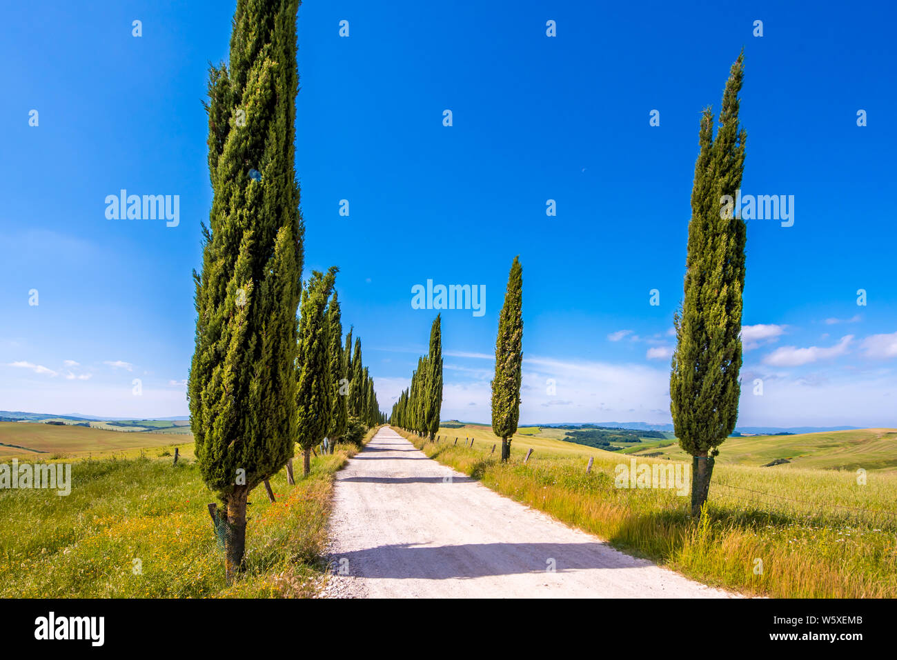 Italian cypress trees alley and a white road to farmhouse in rural ...