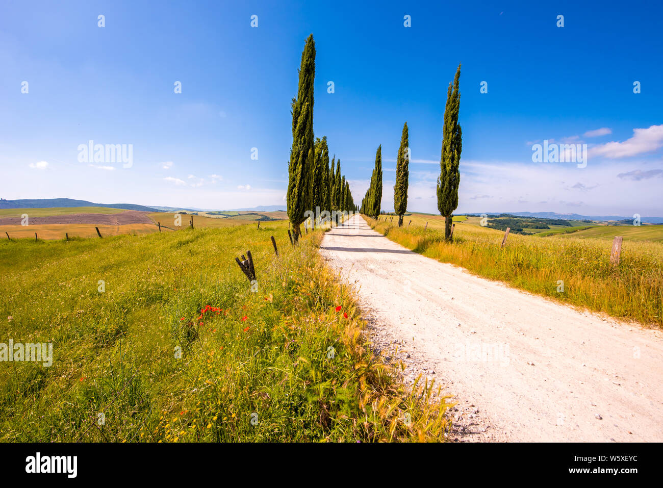 Italian cypress trees alley and a white road to farmhouse in rural ...