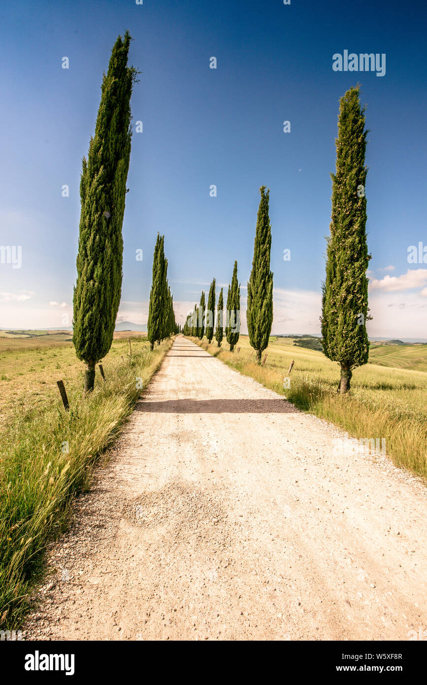 Italian cypress trees alley and a white road to farmhouse in rural ...