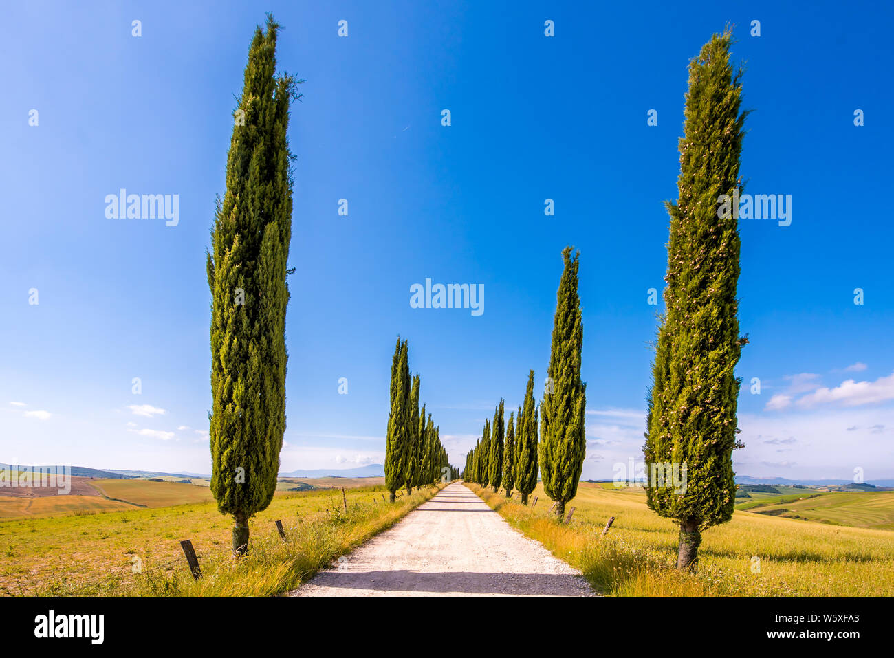 Italian cypress trees alley and a white road to farmhouse in rural ...