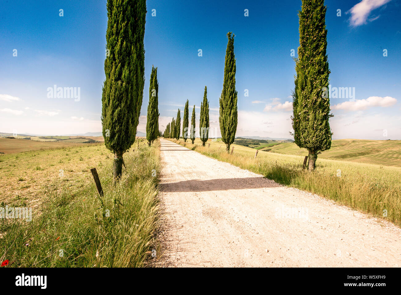 Italian cypress trees alley and a white road to farmhouse in rural ...