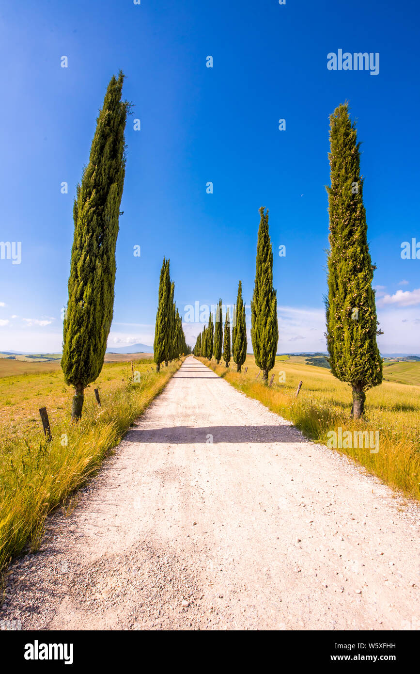 Italian cypress trees alley and a white road to farmhouse in rural ...